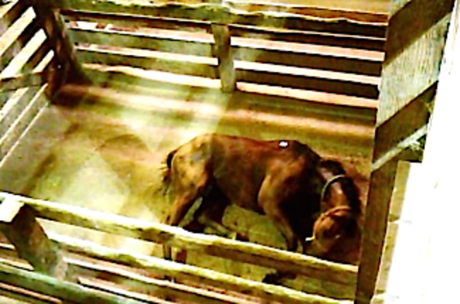 U.S. Horses Sent To Canada Slaughterhouses Suffer Abuses - The Dodo