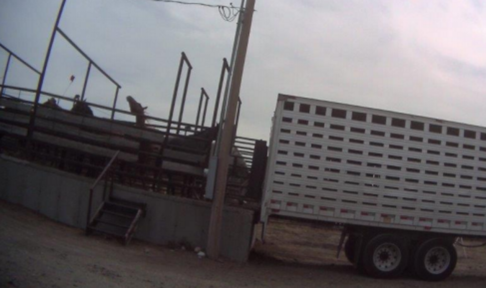 U.S. Horses Sent To Canada Slaughterhouses Suffer Abuses - The Dodo