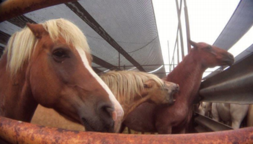 U.S. Horses Sent To Canada Slaughterhouses Suffer Abuses - The Dodo