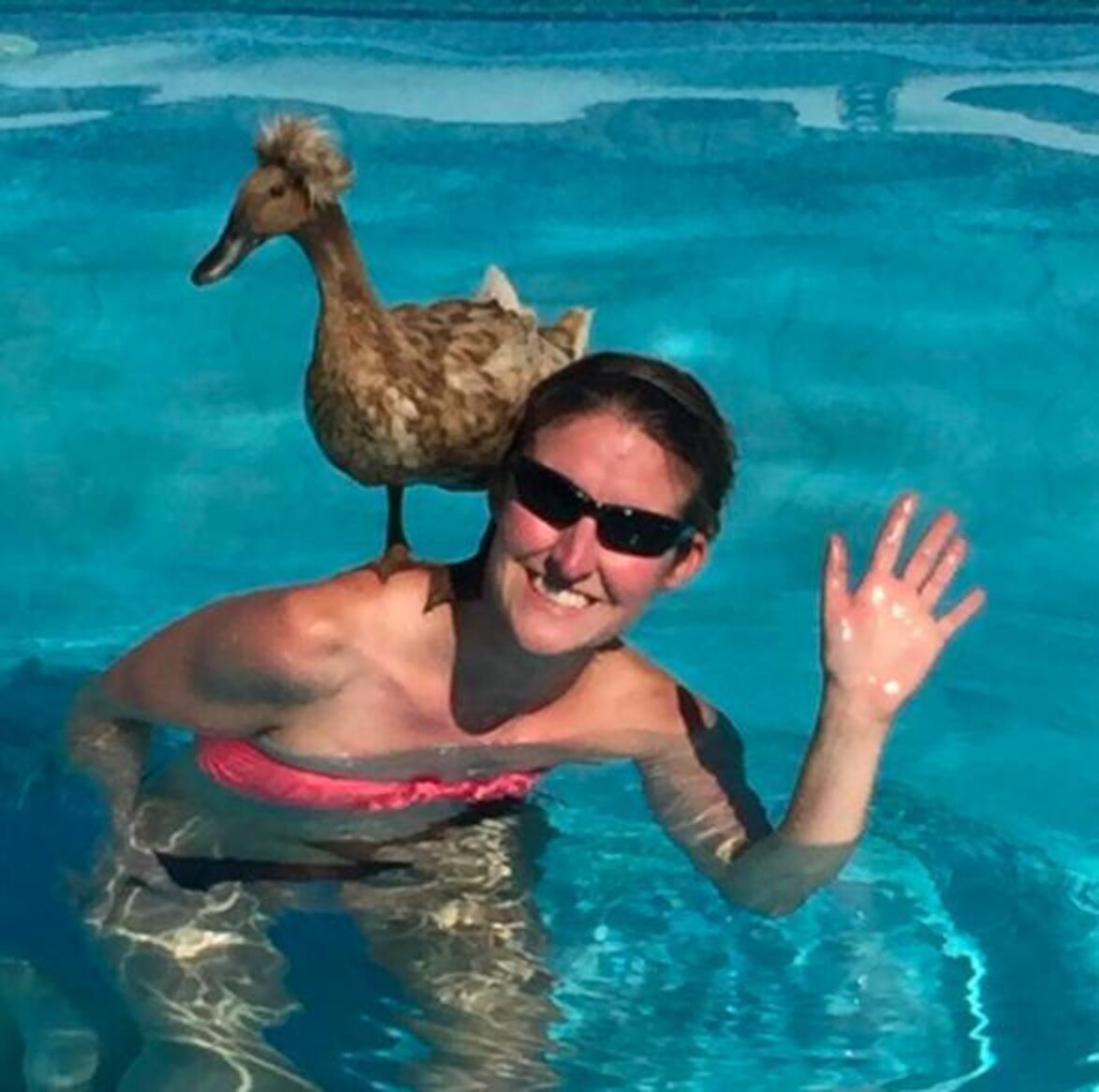 Woman Rescues Sick Duckling — And Ends Up With The Perfect Therapy ...