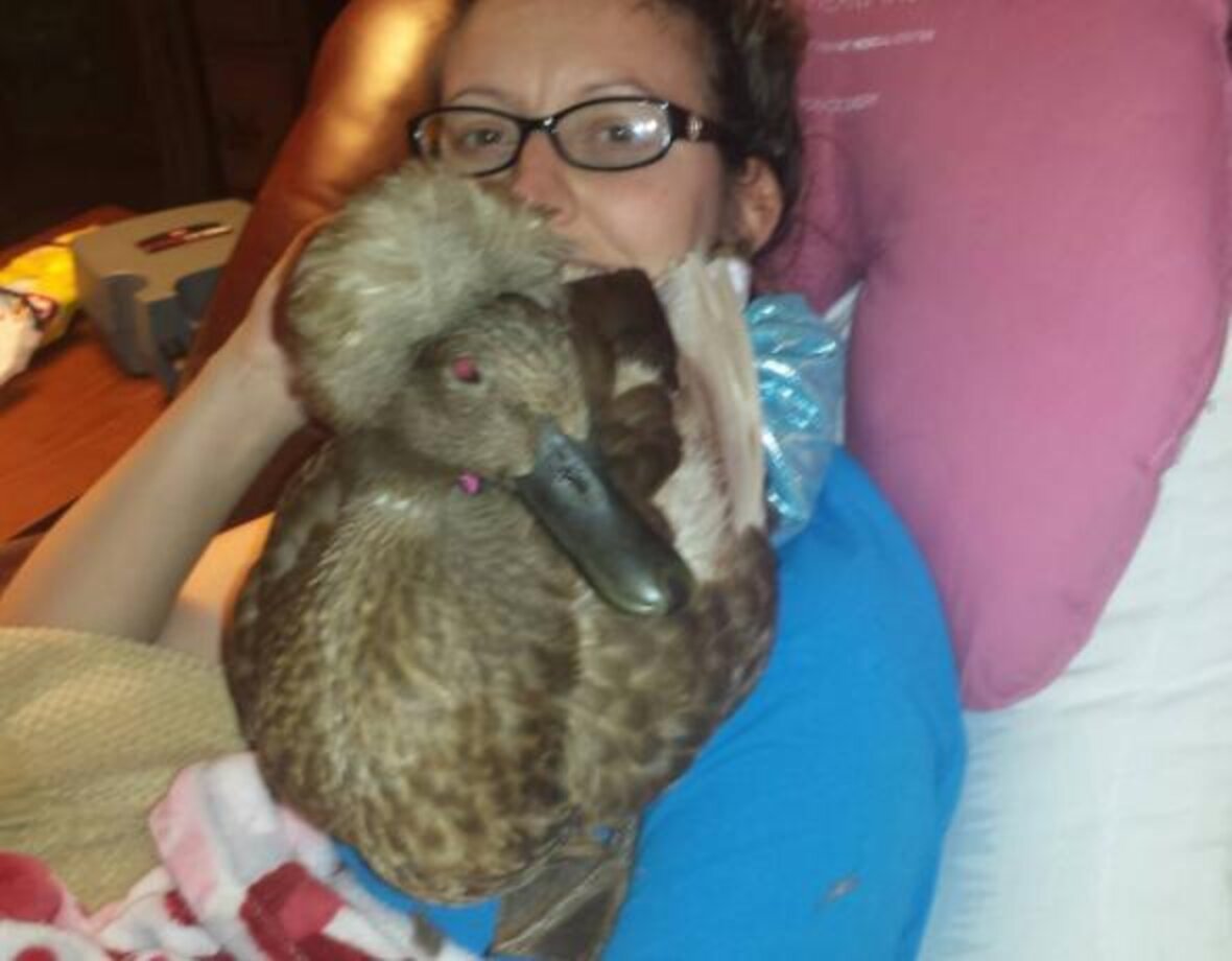 Woman Rescues Sick Duckling — And Ends Up With The Perfect Therapy ...