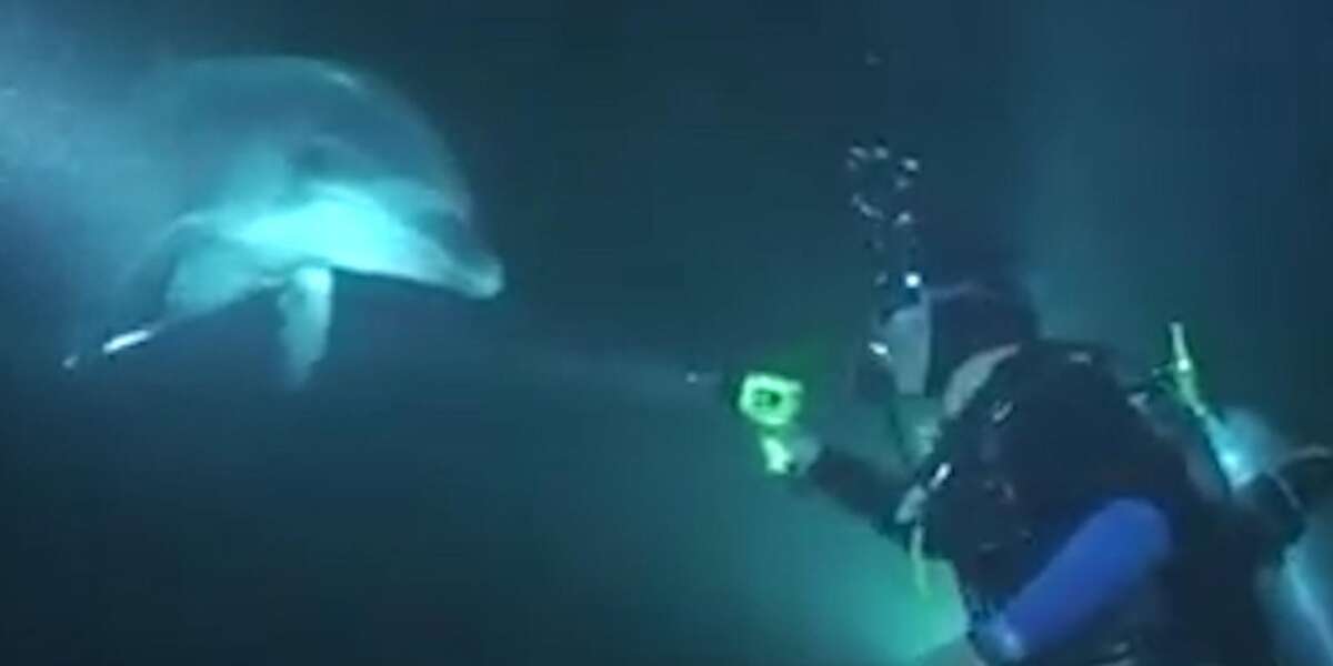 Dolphin Swims Up To Diver To Ask For Help - The Dodo