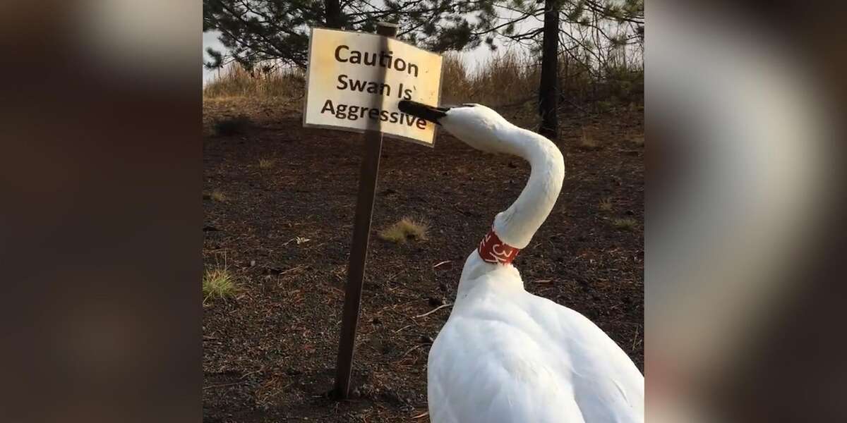 Swan Reacts To Sign About Him - Videos - The Dodo