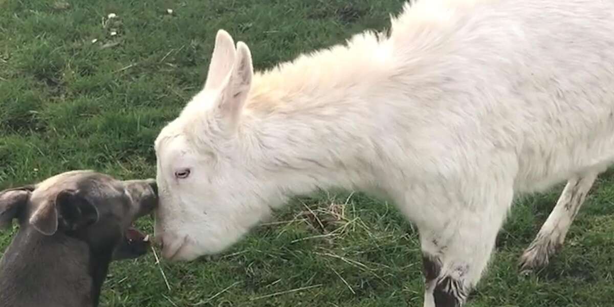 Goat And Pit Bull Are Best Friends - Videos - The Dodo
