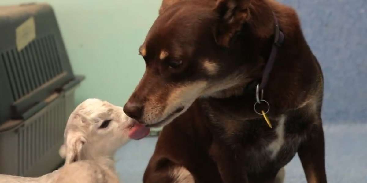 This Dog Takes Care Of All The Baby Animals On Her Farm - Videos - The Dodo