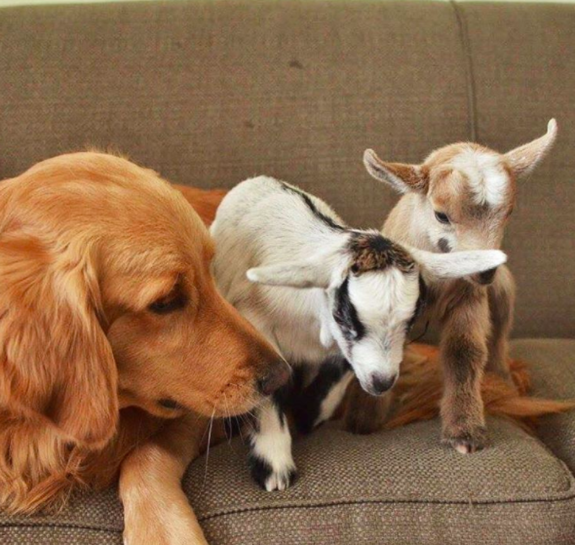 Dog Is Obsessed With Her Baby Goats - The Dodo