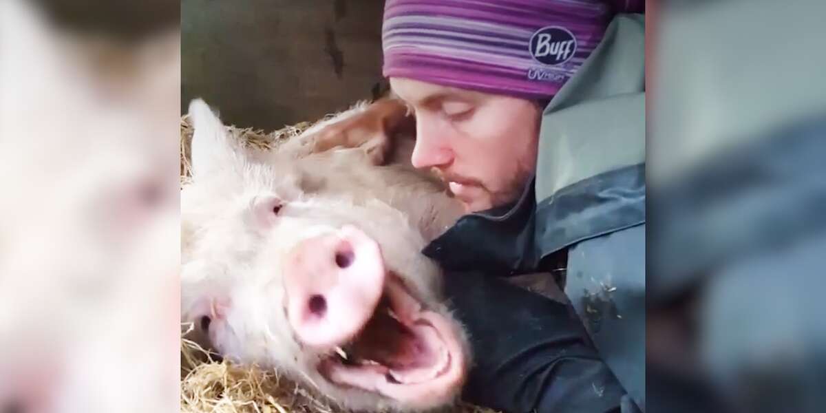 This Affectionate Pig Just Wants To Cuddle - Videos - The Dodo