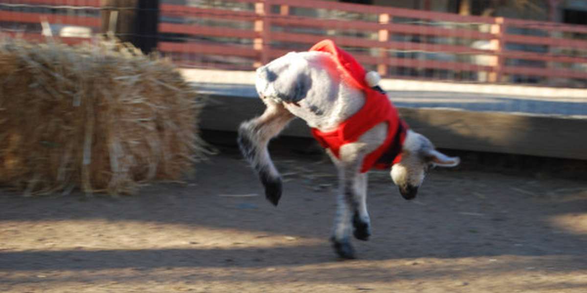 Baby Lamb Who Lost Her Leg Loves To Run And Jump Now - The Dodo