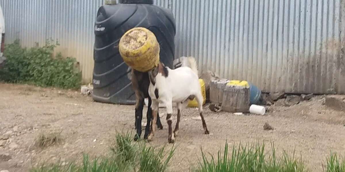 Goats Stuck In The Same Jar Get Help From A Stranger - Videos - The Dodo