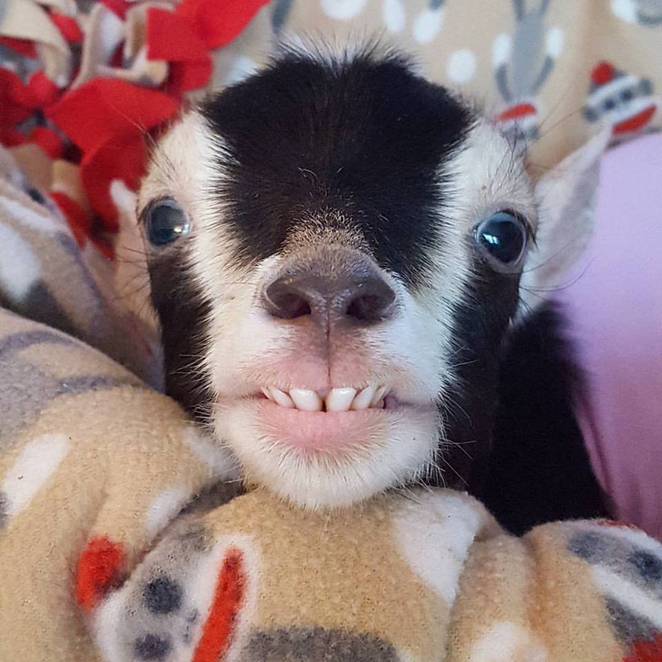 Little Boy Donates His Duck Costume To Rescued Goat With Anxiety - The Dodo