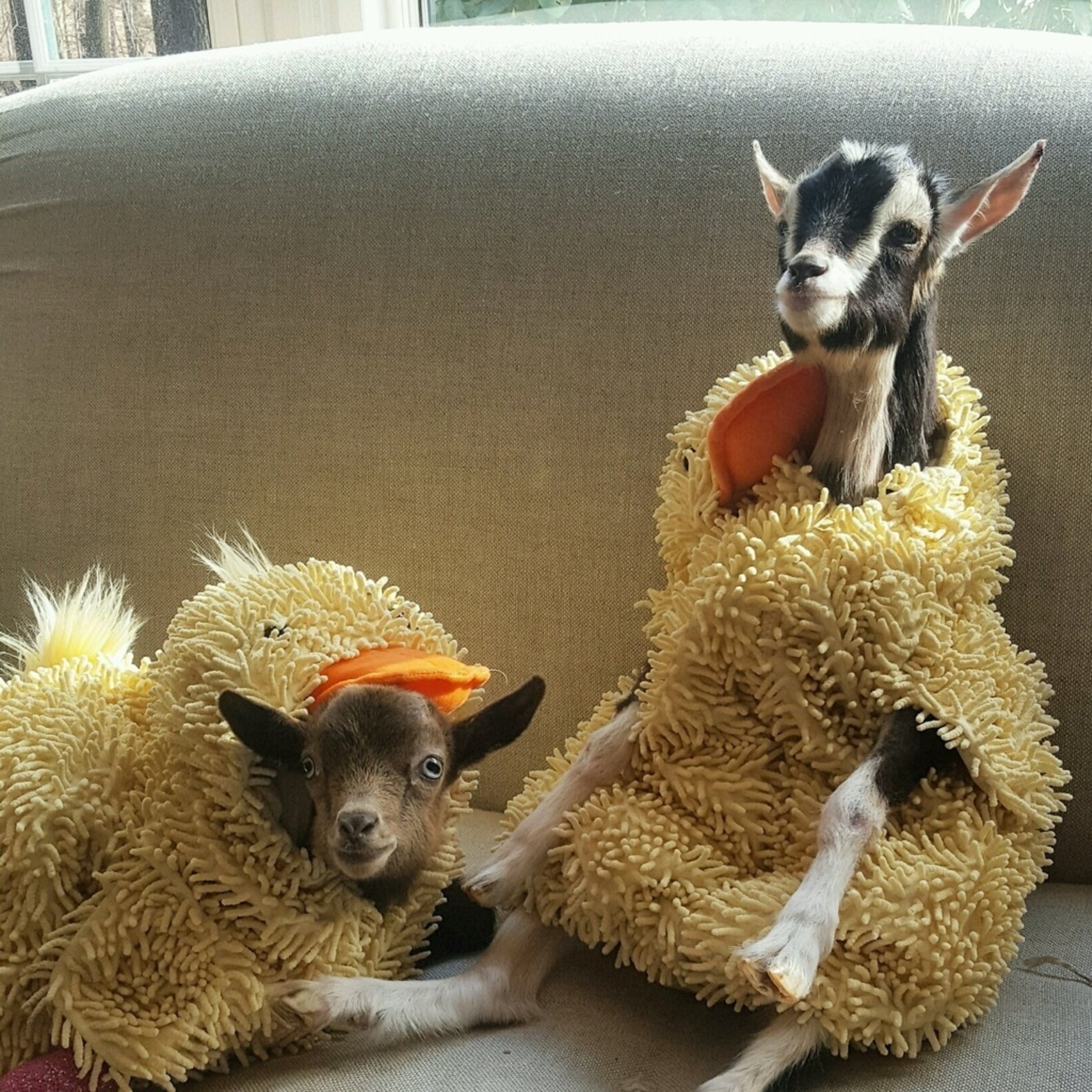 Little Boy Donates His Duck Costume To Rescued Goat With Anxiety - The Dodo