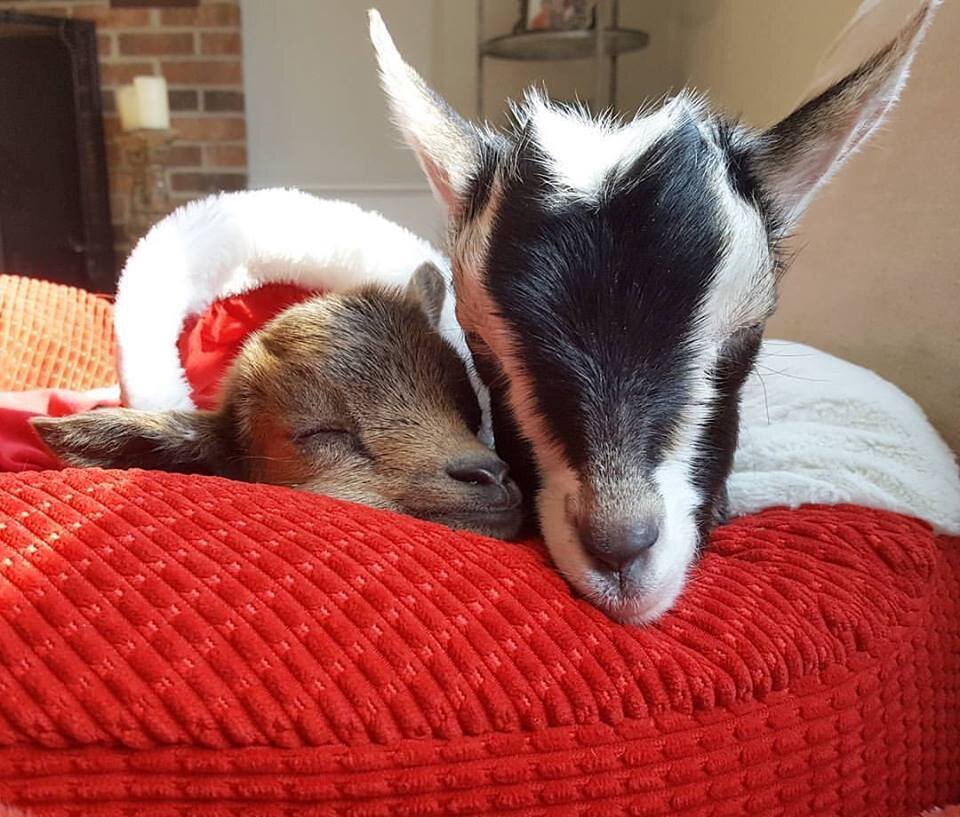 Little Boy Donates His Duck Costume To Rescued Goat With Anxiety - The Dodo