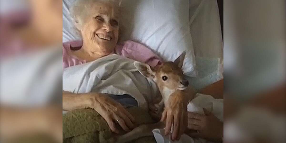 Baby Deer Brings Happiness To Everyone He Meets - Videos - The Dodo