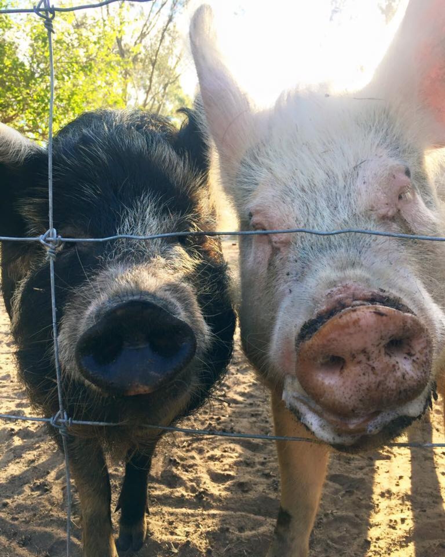 Baby Pig Is So Scared On Way To Slaughter She Decides To Save Herself ...