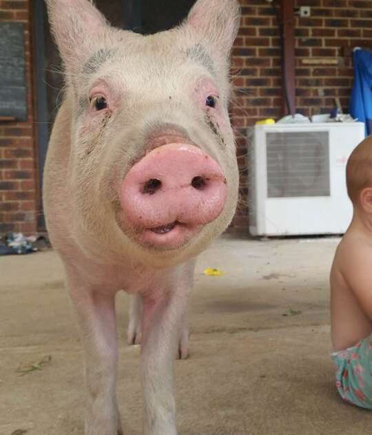 Baby Pig Is So Scared On Way To Slaughter She Decides To Save Herself ...