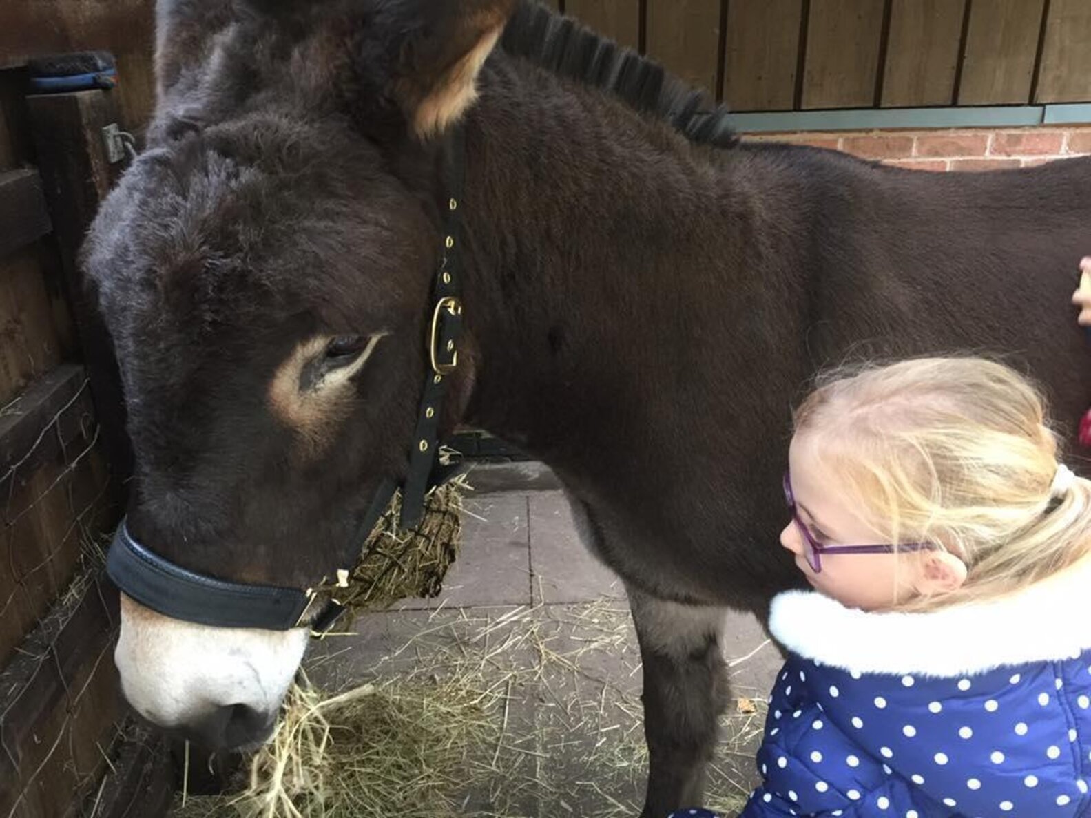 Therapy Donkey Helps Special Needs Child Overcome Obstacles - The Dodo