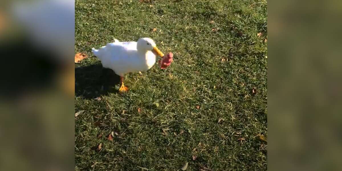 Duck Loves To Play Fetch - Videos - The Dodo