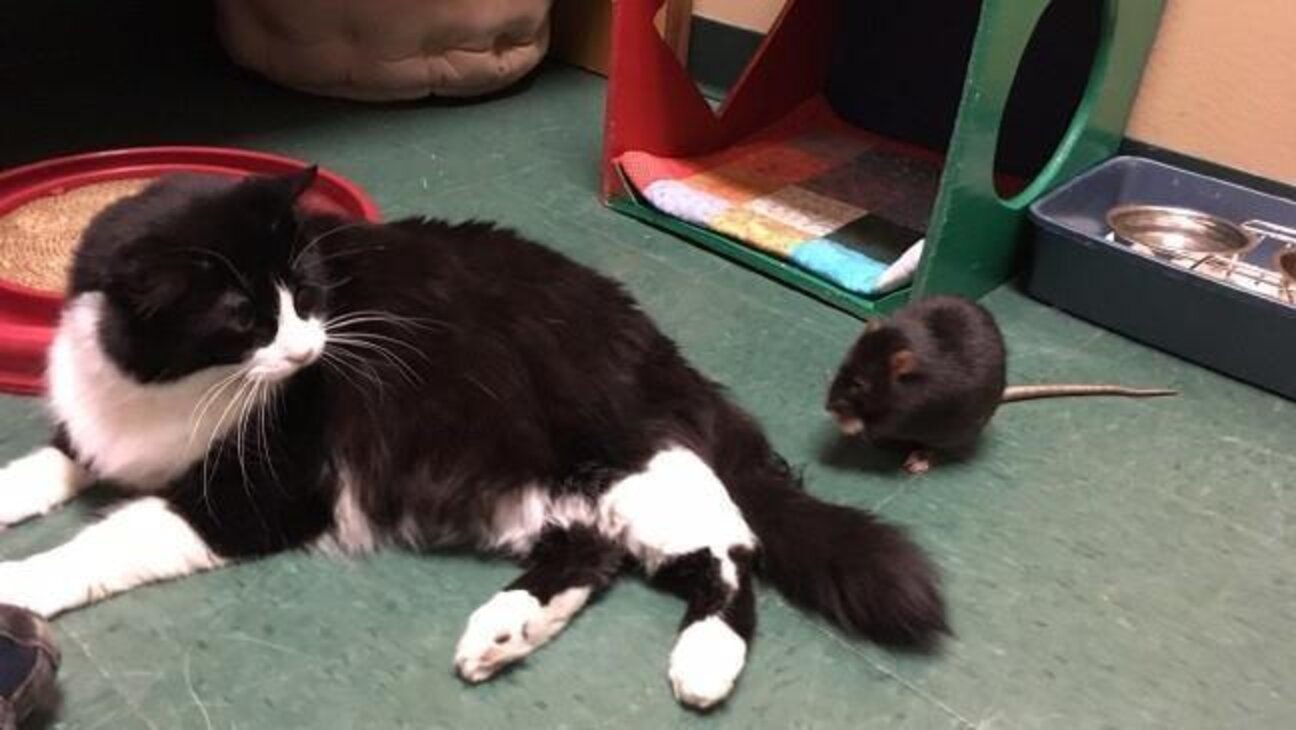Dog, Cat And Rat Friends Find The Perfect Home Together - The Dodo
