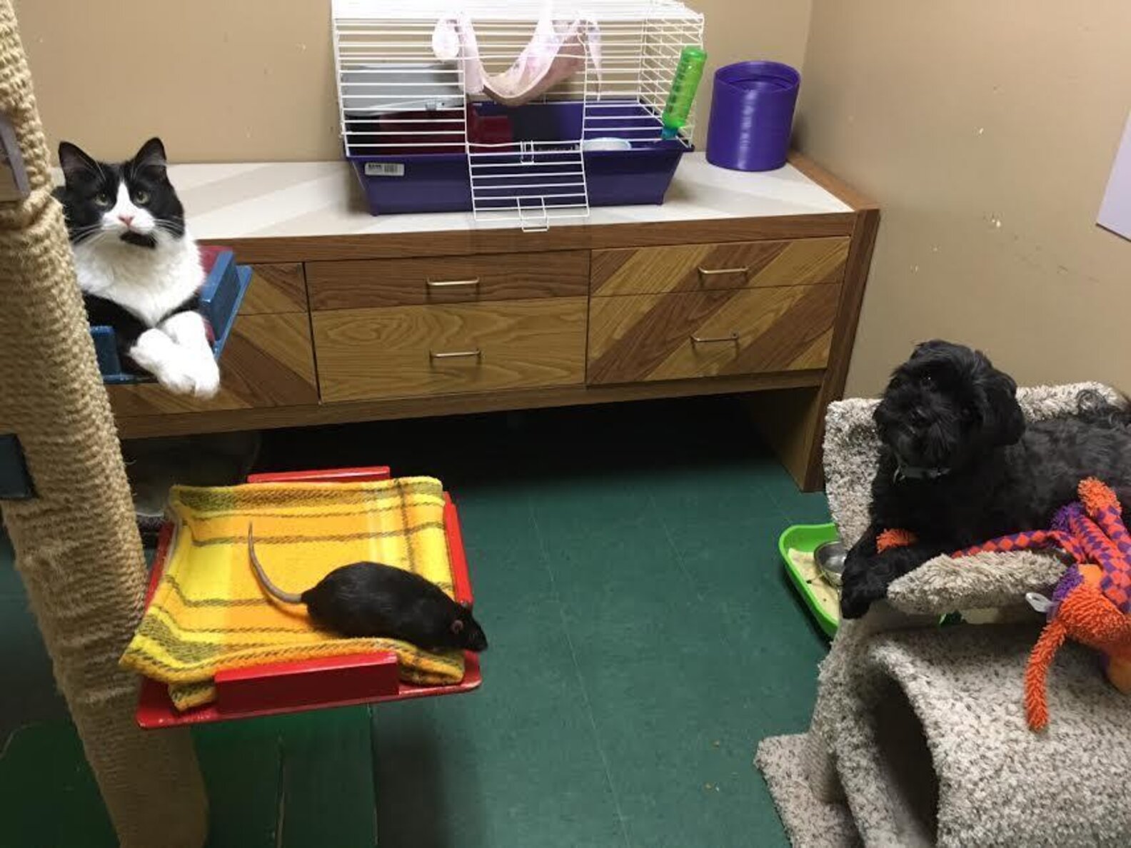 Dog, Cat And Rat Friends Find The Perfect Home Together - The Dodo