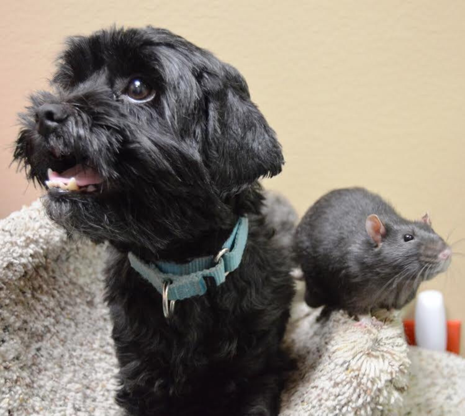 Dog, Cat And Rat Friends Find The Perfect Home Together - The Dodo