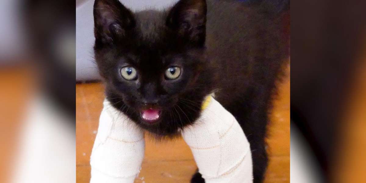 Kittens With Twisted Legs Get Tiny Casts - Videos - The Dodo