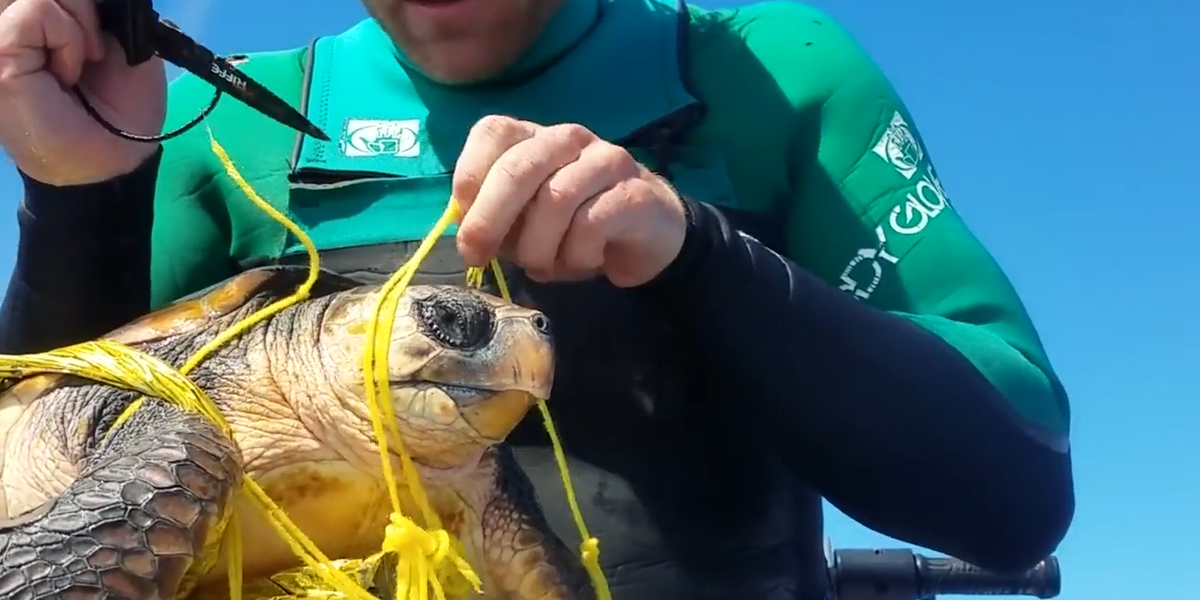 Man Dives Into Ocean To Save Sea Turtle Tangled In Trash - Videos - The ...