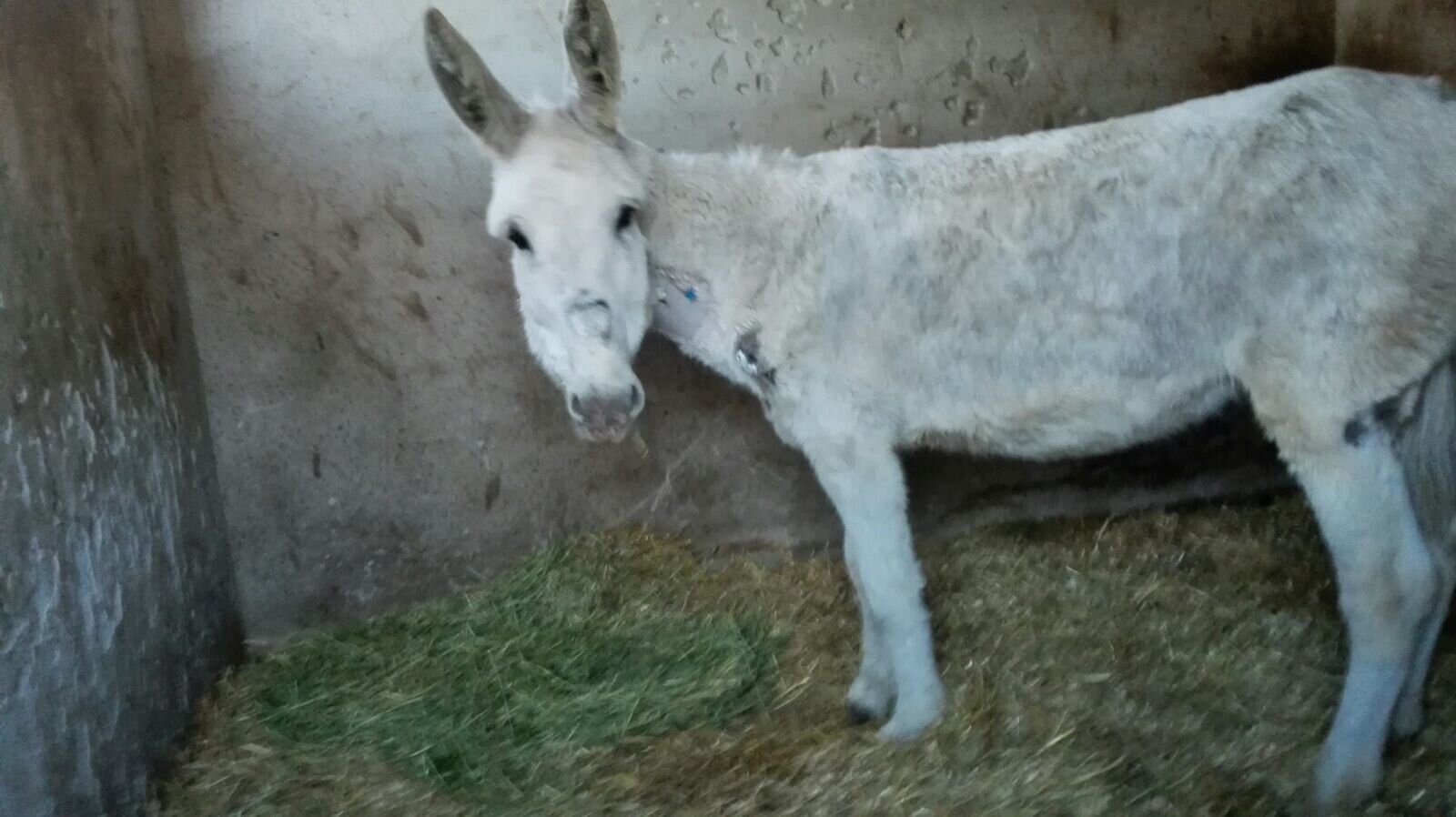 Donkey Seized From Owner After Collapse In Spanish Village - The Dodo