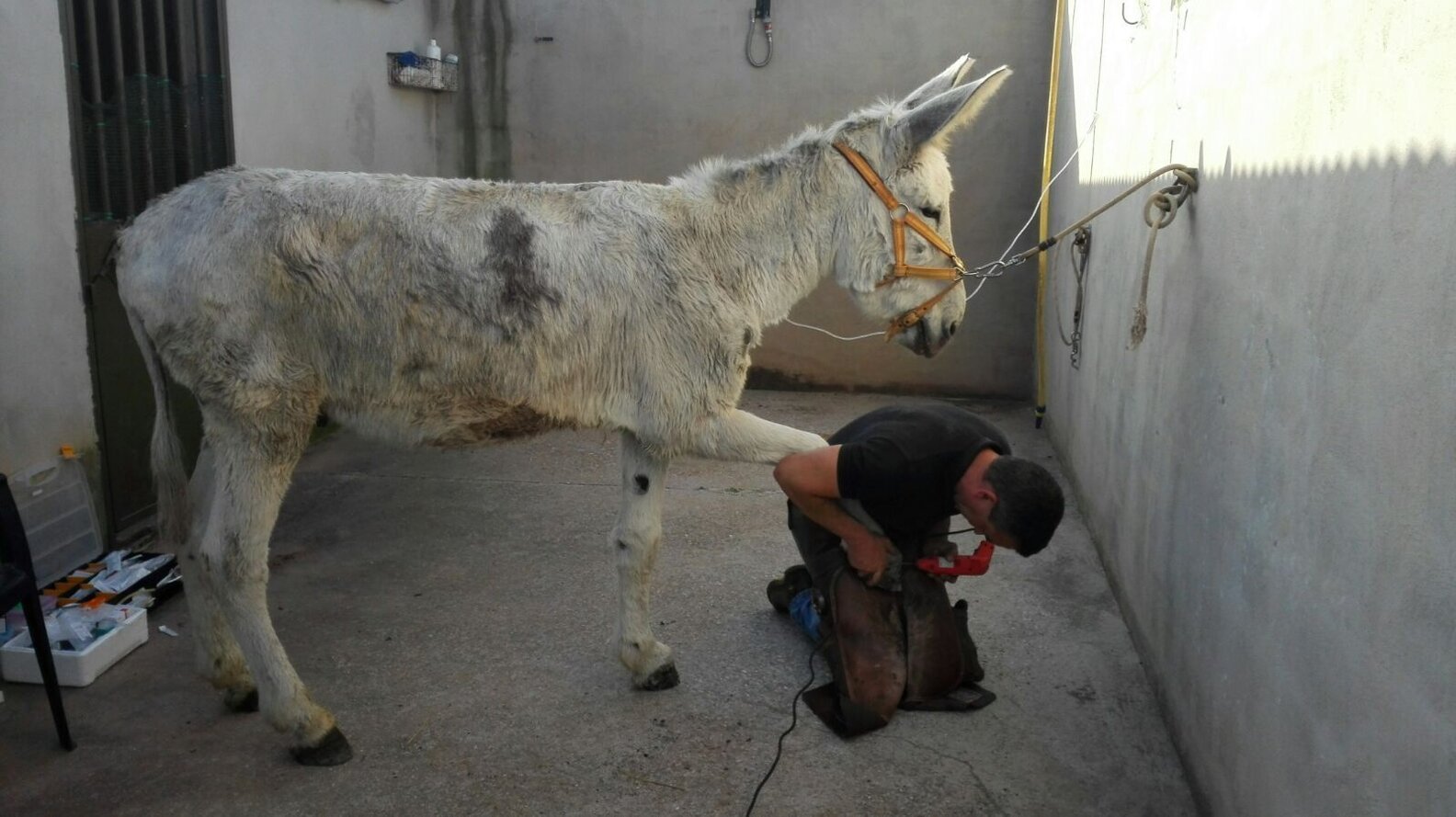 Donkey Seized From Owner After Collapse In Spanish Village - The Dodo