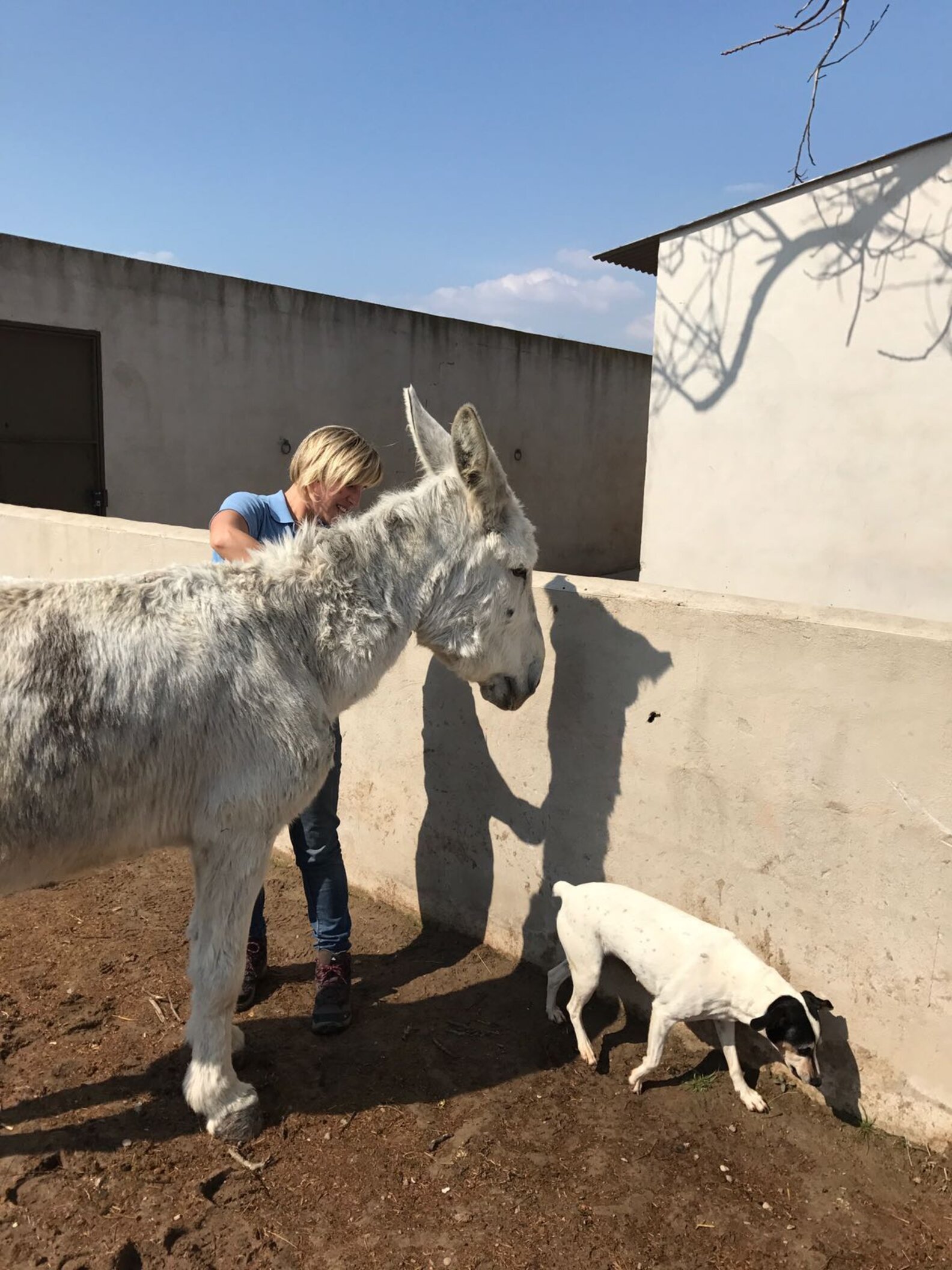 Donkey Seized From Owner After Collapse In Spanish Village - The Dodo