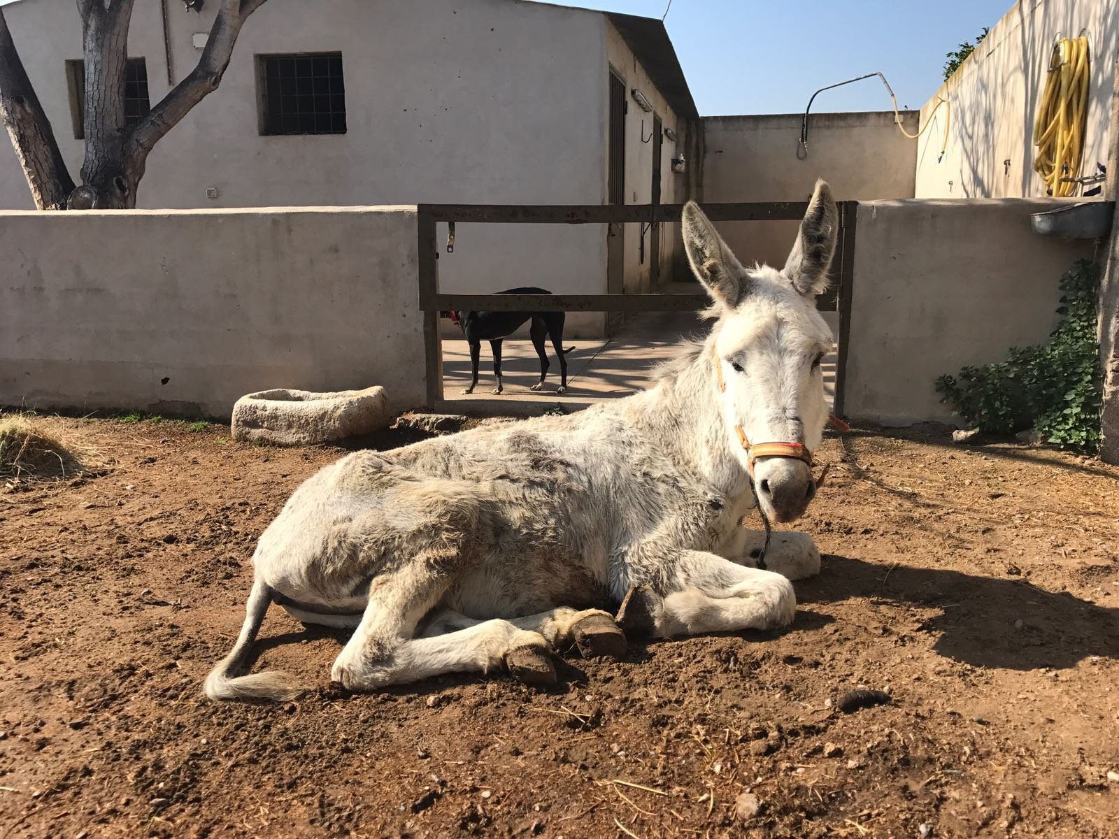 Donkey Seized From Owner After Collapse In Spanish Village - The Dodo