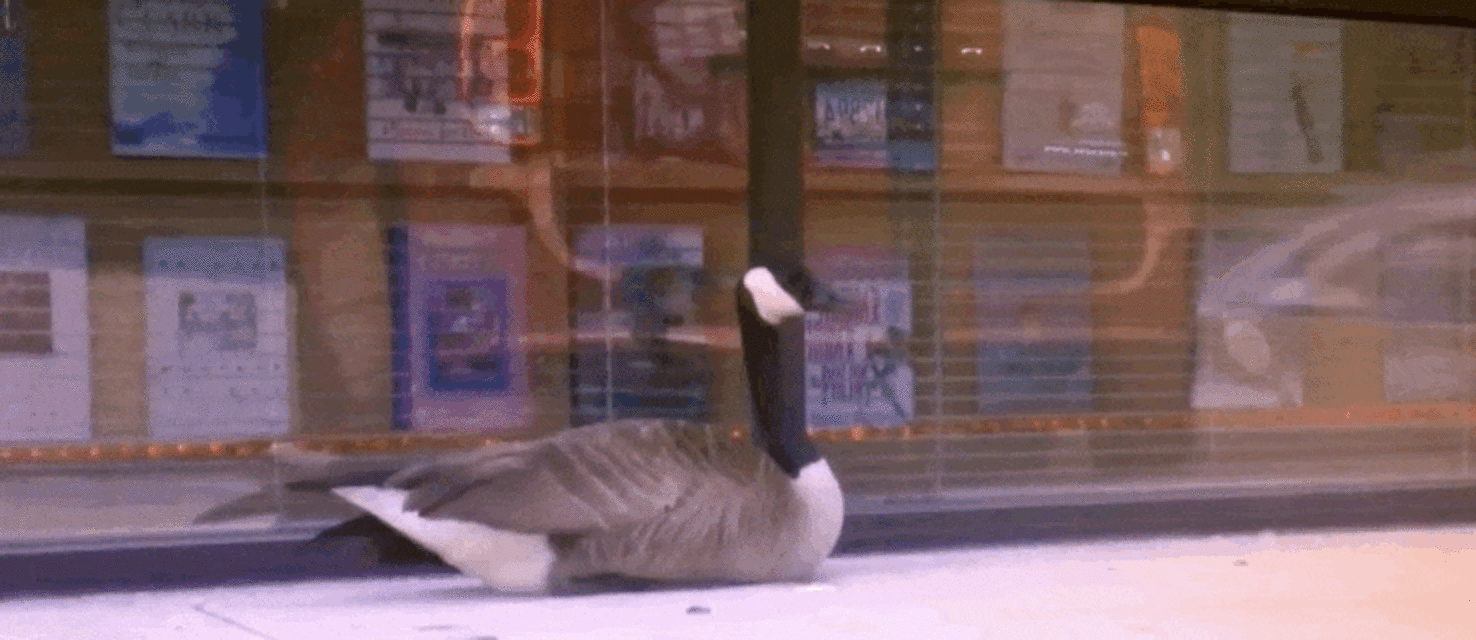 Canada Goose Grieving Mate In Atlanta Parking Lot Gets Help - The Dodo