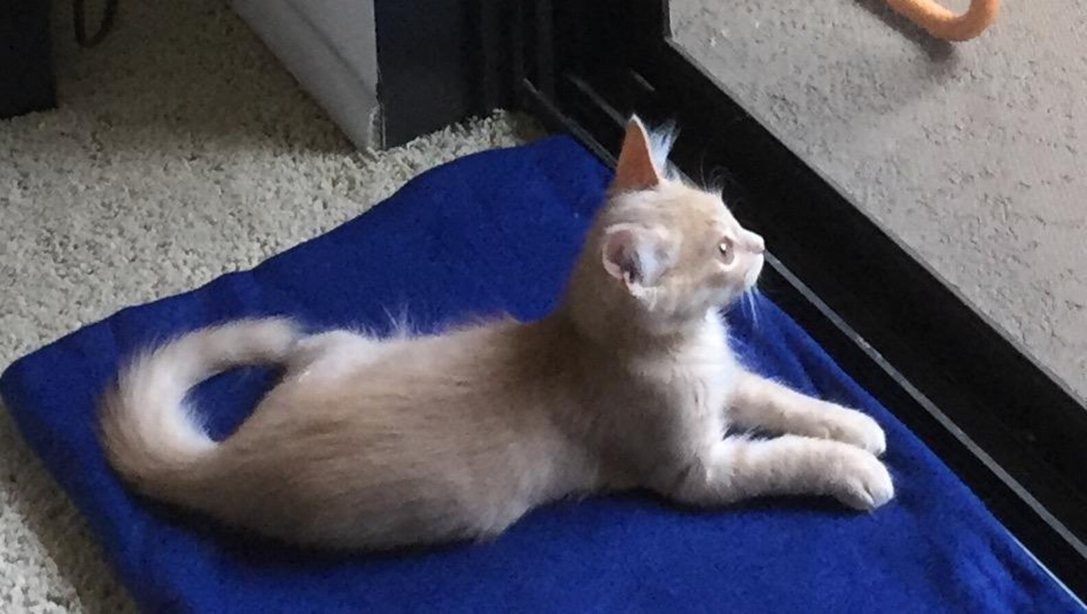 Tiny Kitten Lost On The Streets Of L.A. Was Missing A Paw - The Dodo