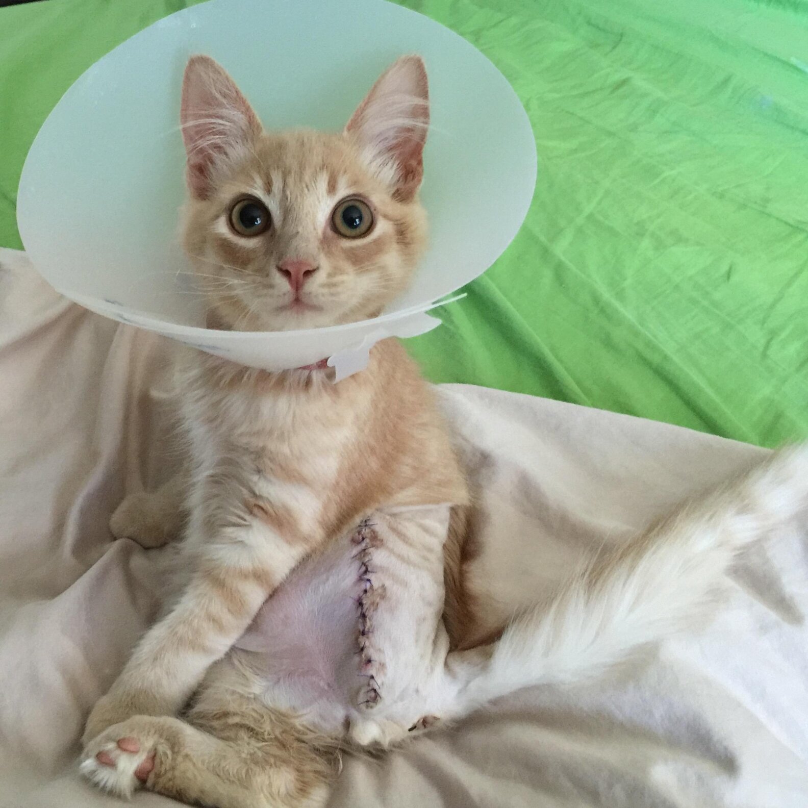 Tiny Kitten Lost On The Streets Of L.A. Was Missing A Paw - The Dodo