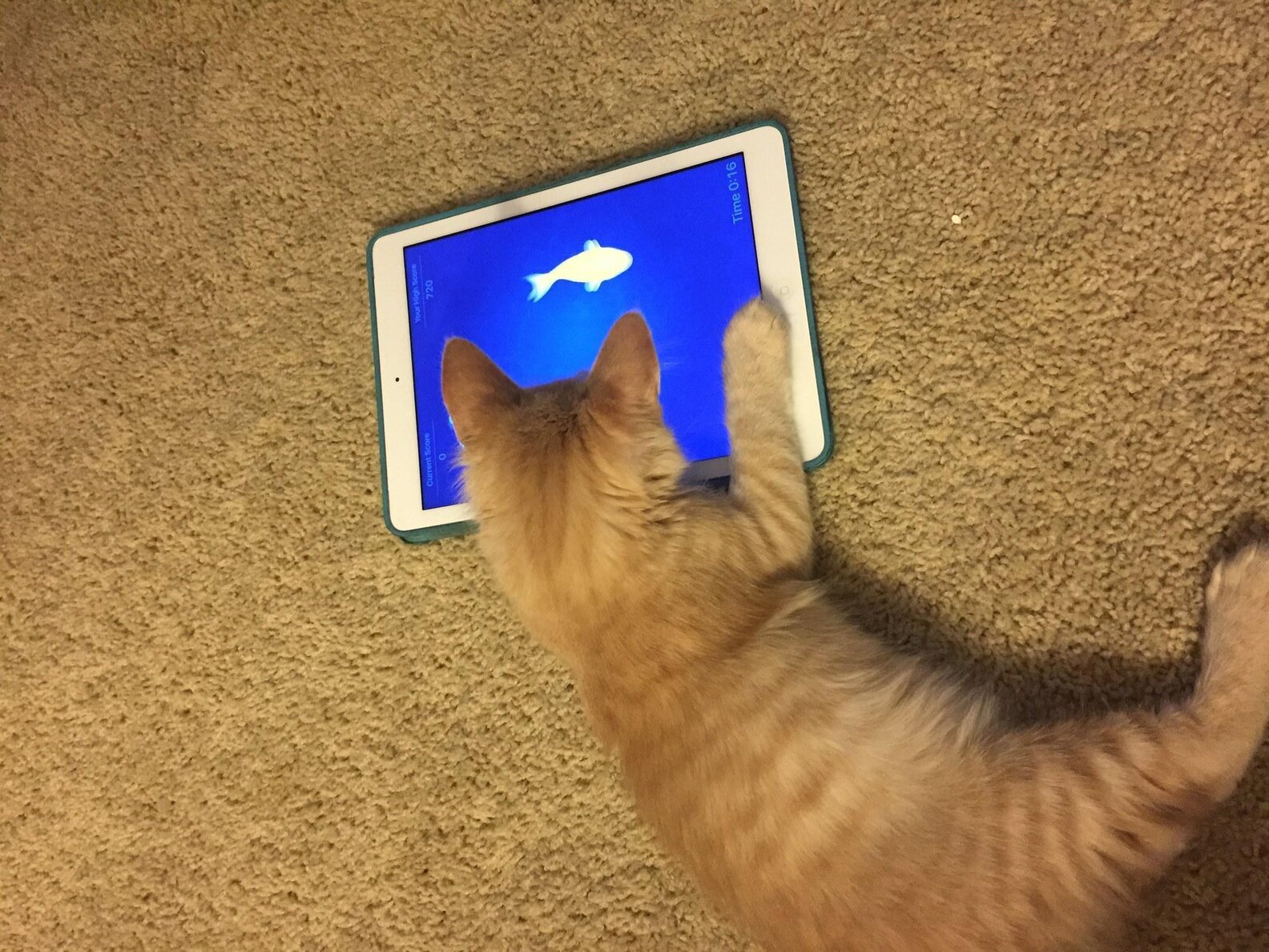 Tiny Kitten Lost On The Streets Of L.A. Was Missing A Paw - The Dodo