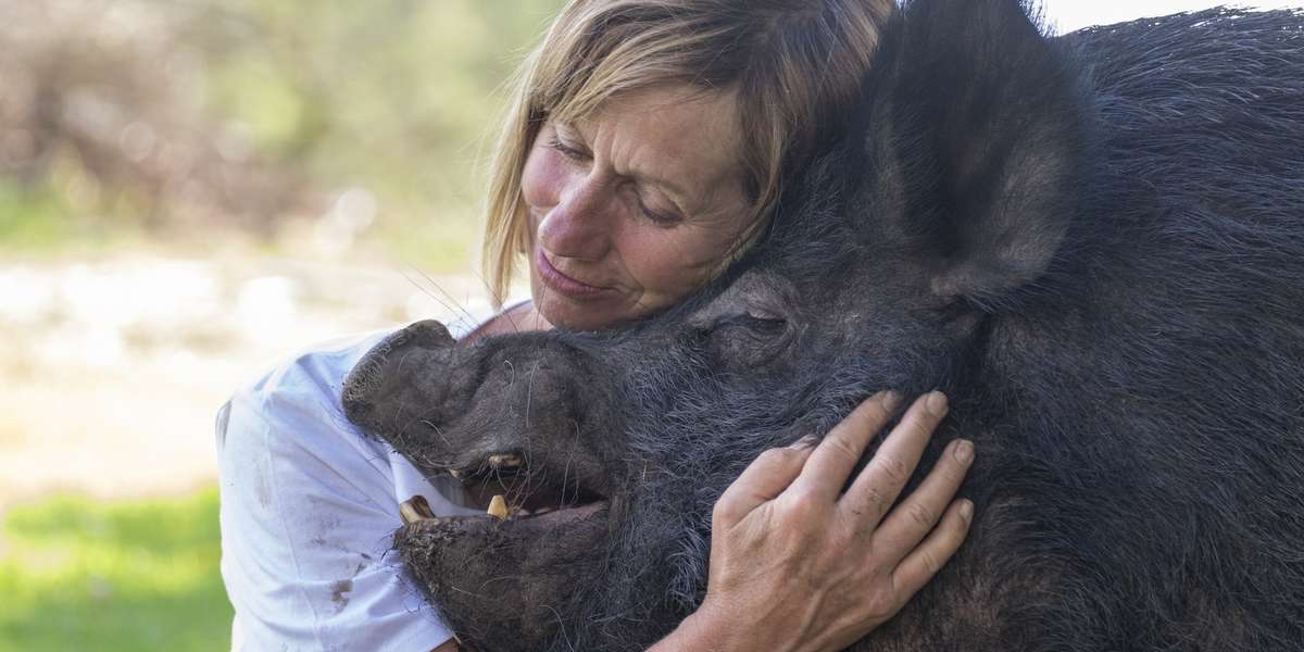 Pig Who Spent 12 Years In Tiny Stall Finally Finds Someone To Love Her ...