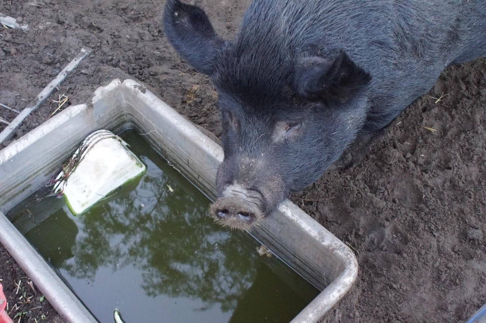 Pig Who Spent 12 Years In Tiny Stall Finally Finds Someone To Love Her ...
