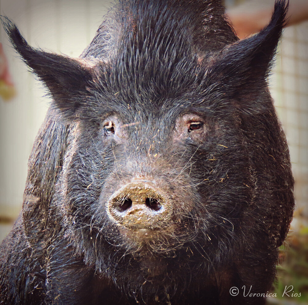 Pig Who Spent 12 Years In Tiny Stall Finally Finds Someone To Love Her ...