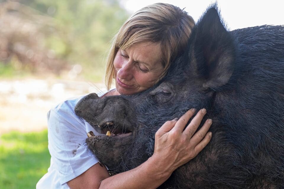 Pig Who Spent 12 Years In Tiny Stall Finally Finds Someone To Love Her ...