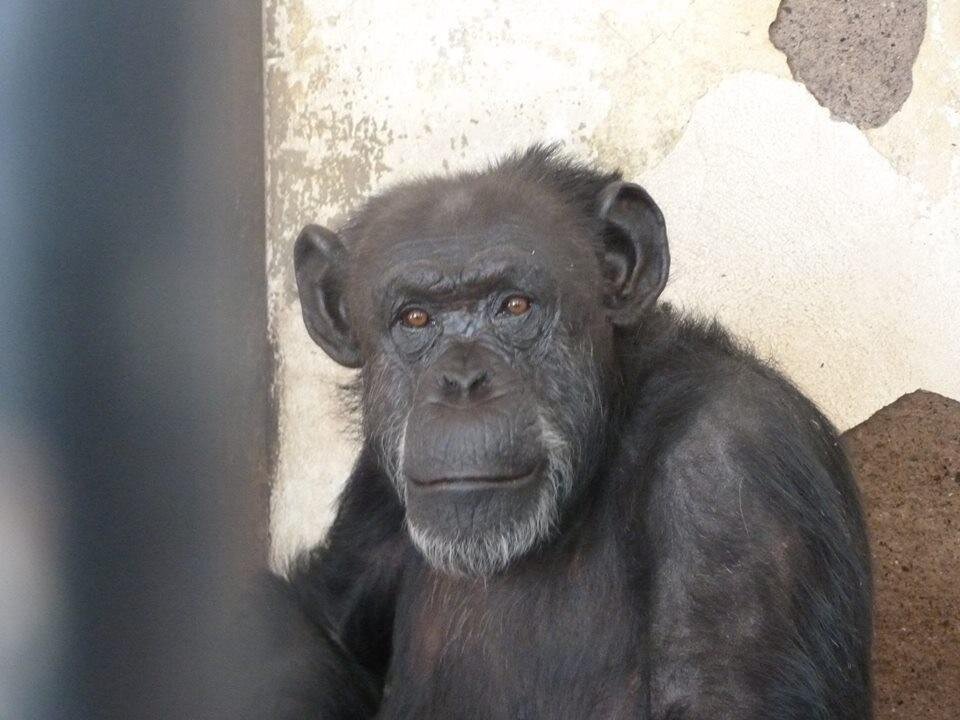 Zoo Chimp Freed In Historic Legal Case Takes First Steps Onto Grass ...