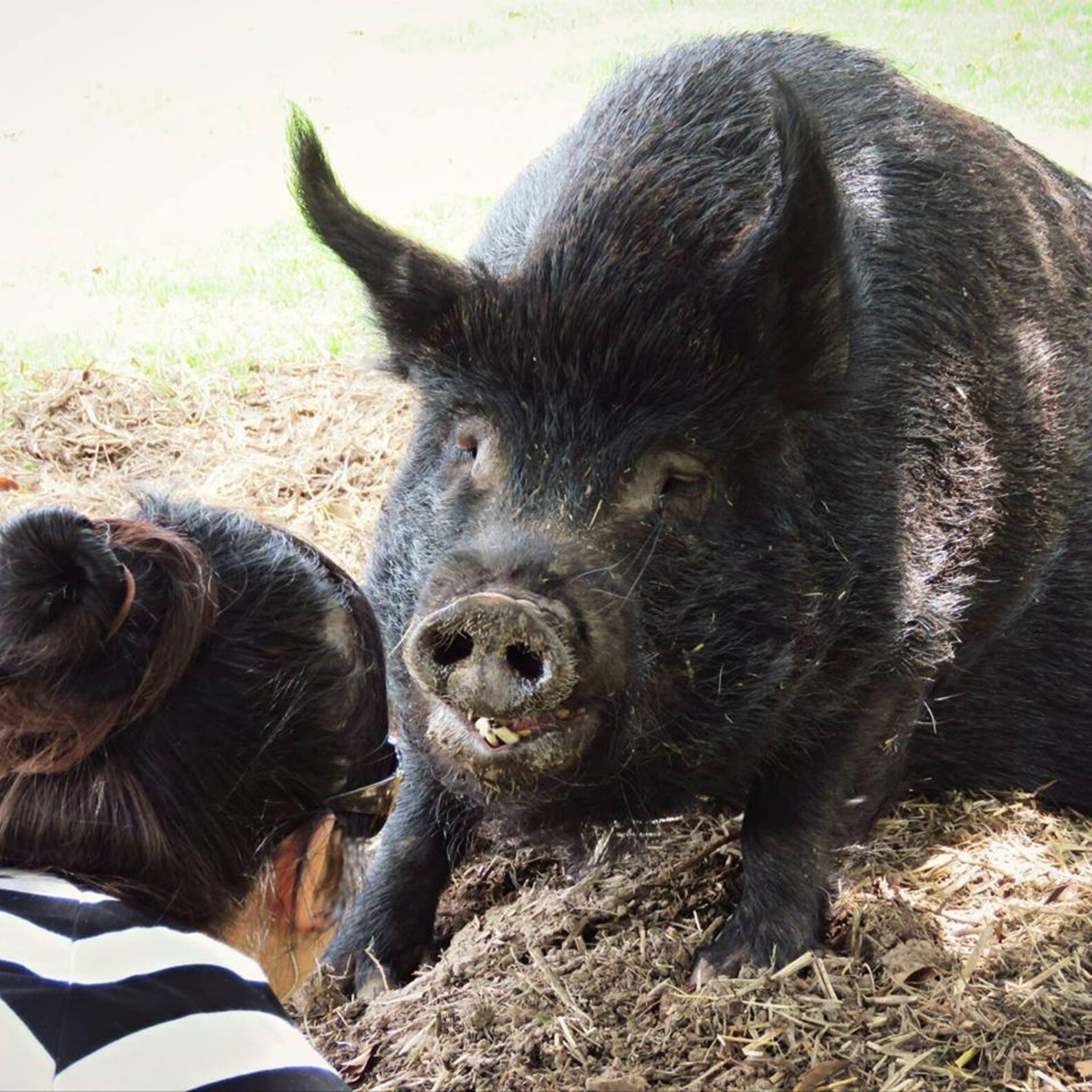 Pig Who Spent 12 Years In Tiny Stall Finally Finds Someone To Love Her ...