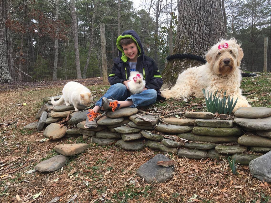 Therapy Chicken In A Tutu Is Teaching People To Love Animals - The Dodo