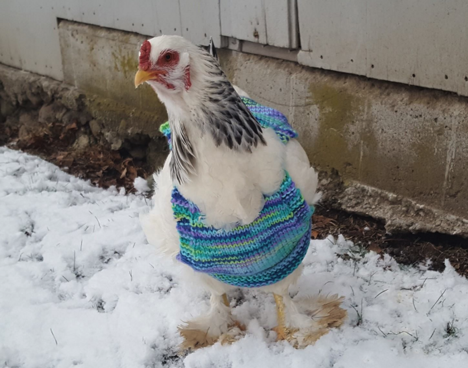 Women Knit Tiny Sweaters To Keep These Chickens Warm - The Dodo