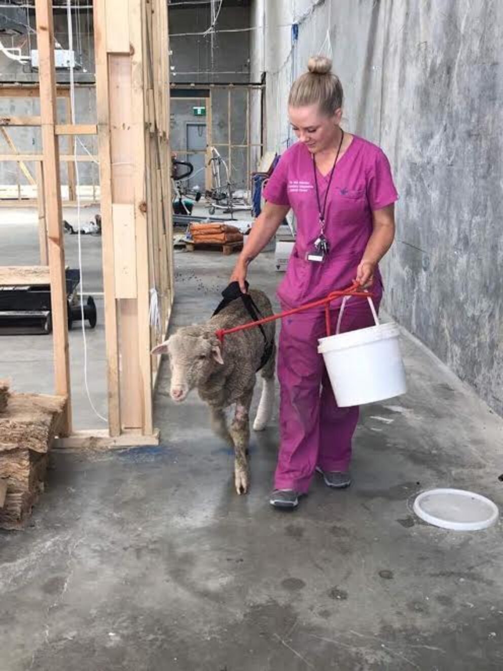 Lamb Tossed From Truck Recovers At Animal Sanctuary - The Dodo