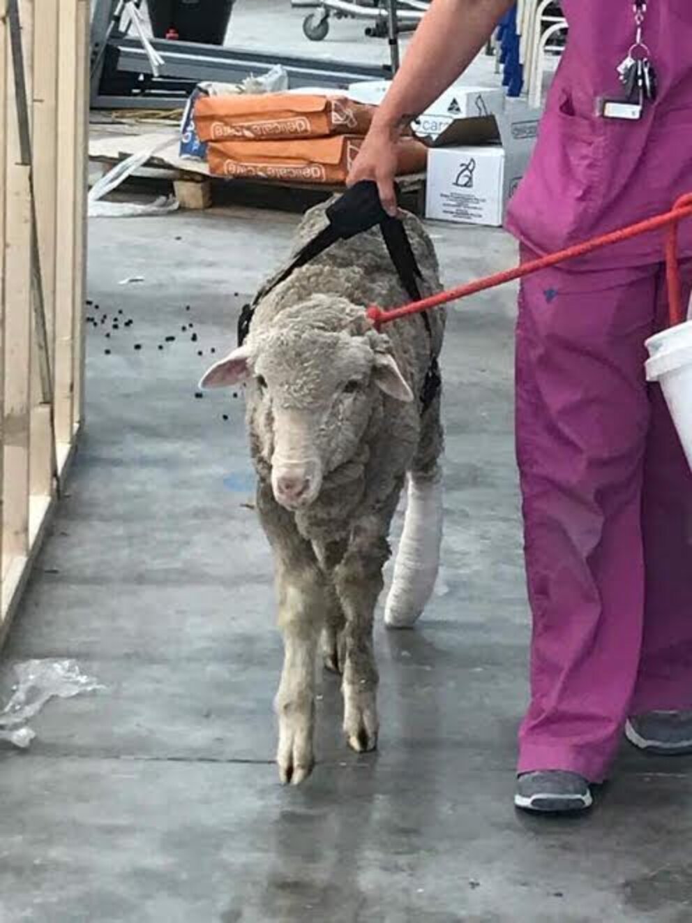 Lamb Tossed From Truck Recovers At Animal Sanctuary - The Dodo