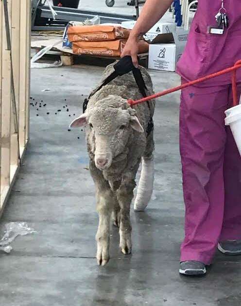 Lamb Tossed From Truck Recovers At Animal Sanctuary - The Dodo