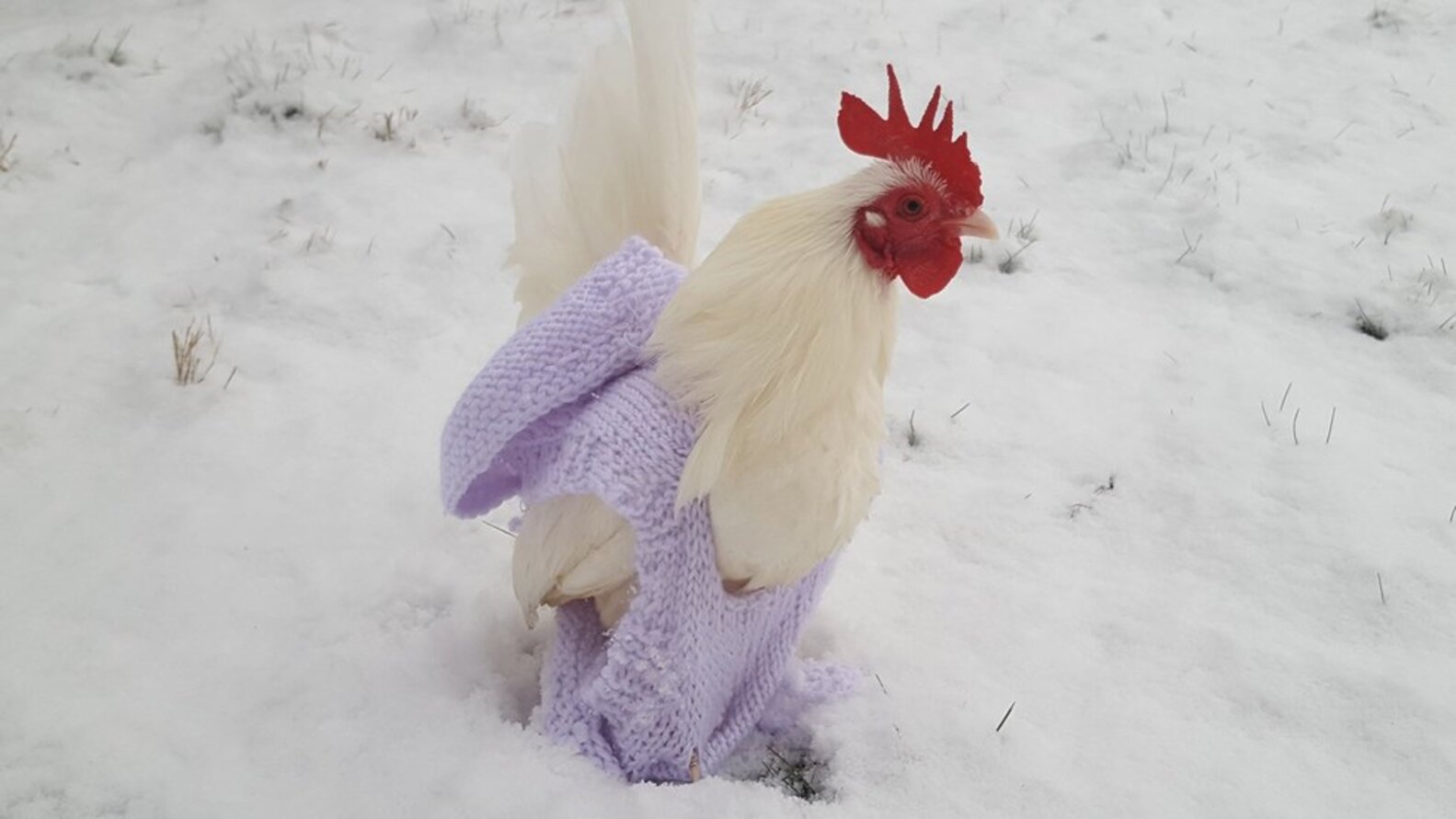 Women Knit Tiny Sweaters To Keep These Chickens Warm - The Dodo