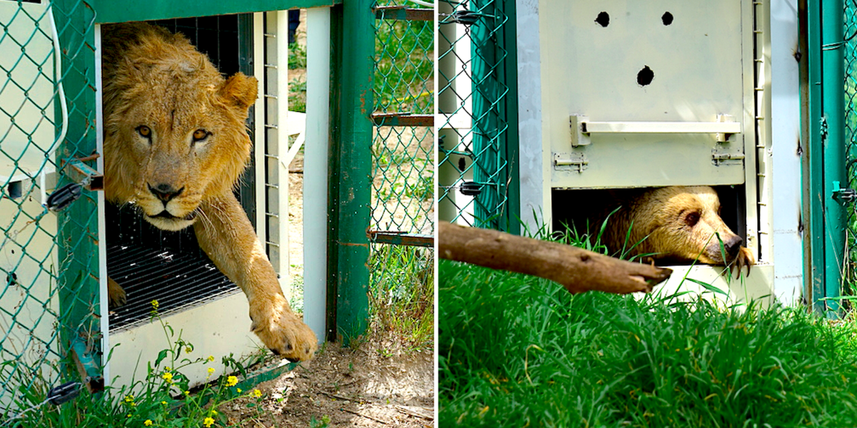 Lion And Bear Saved From Mosul Zoo Arrive In Amman - The Dodo
