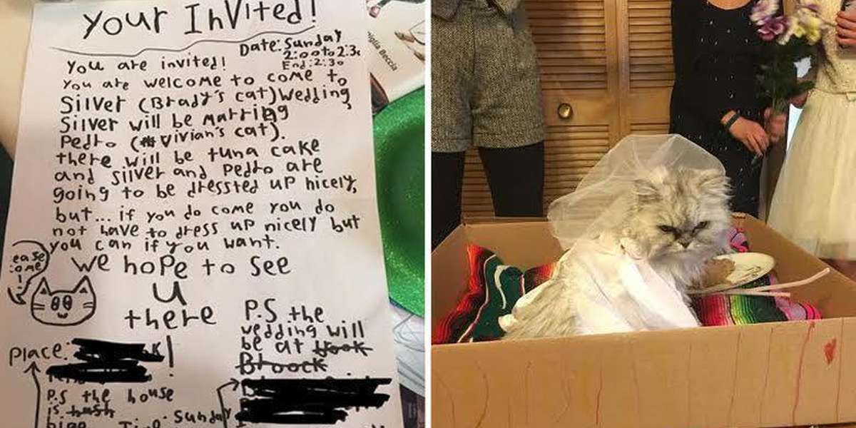 Invitation to Cat Wedding Arrives From Boy - The Dodo