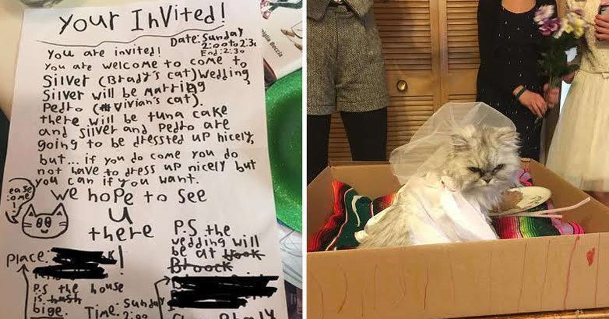 Real Cats Getting Married