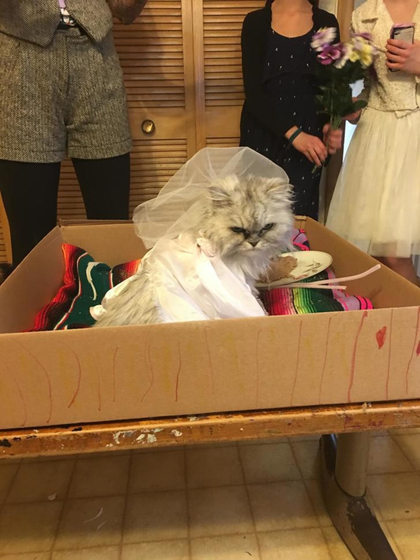 Invitation to Cat Wedding Arrives From Boy - The Dodo